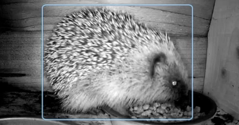 Hedgehog Hardware and Detection